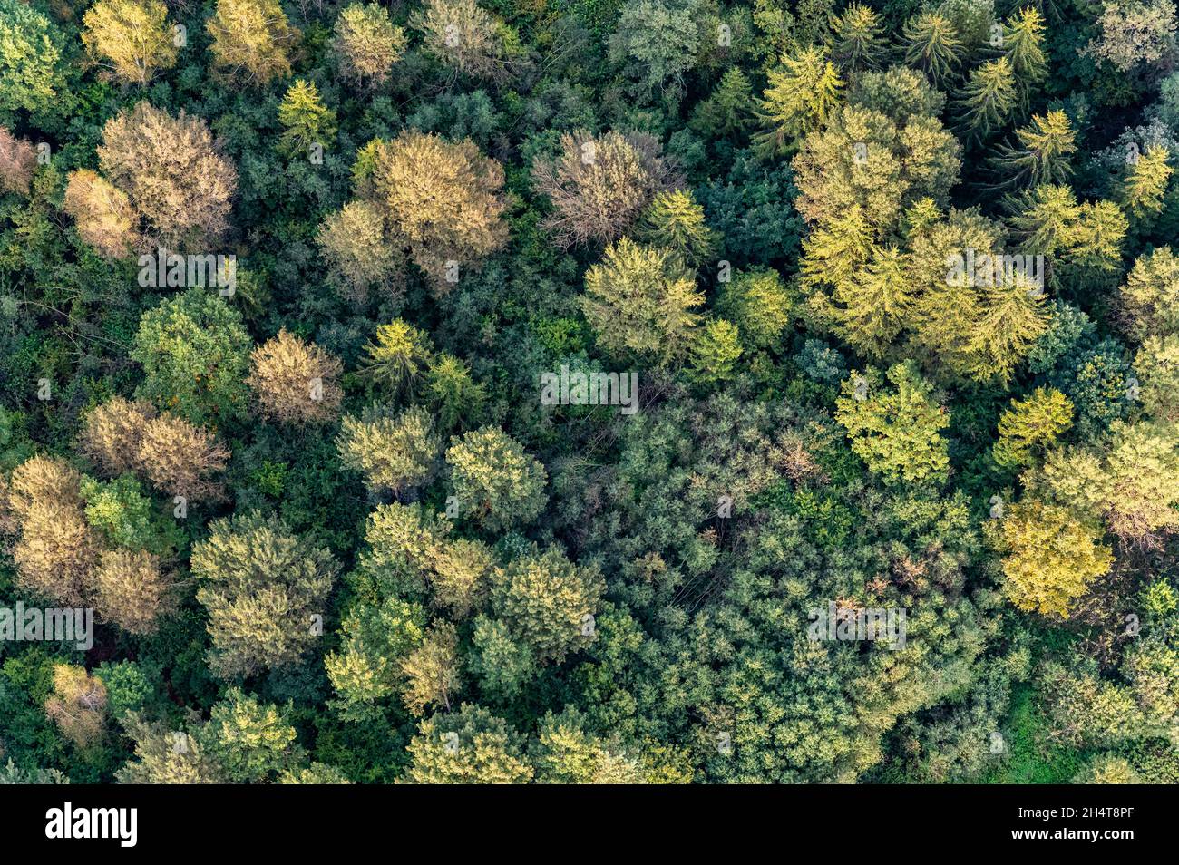 Aerial view on late summer green Lithuanian forest trees Stock Photo ...