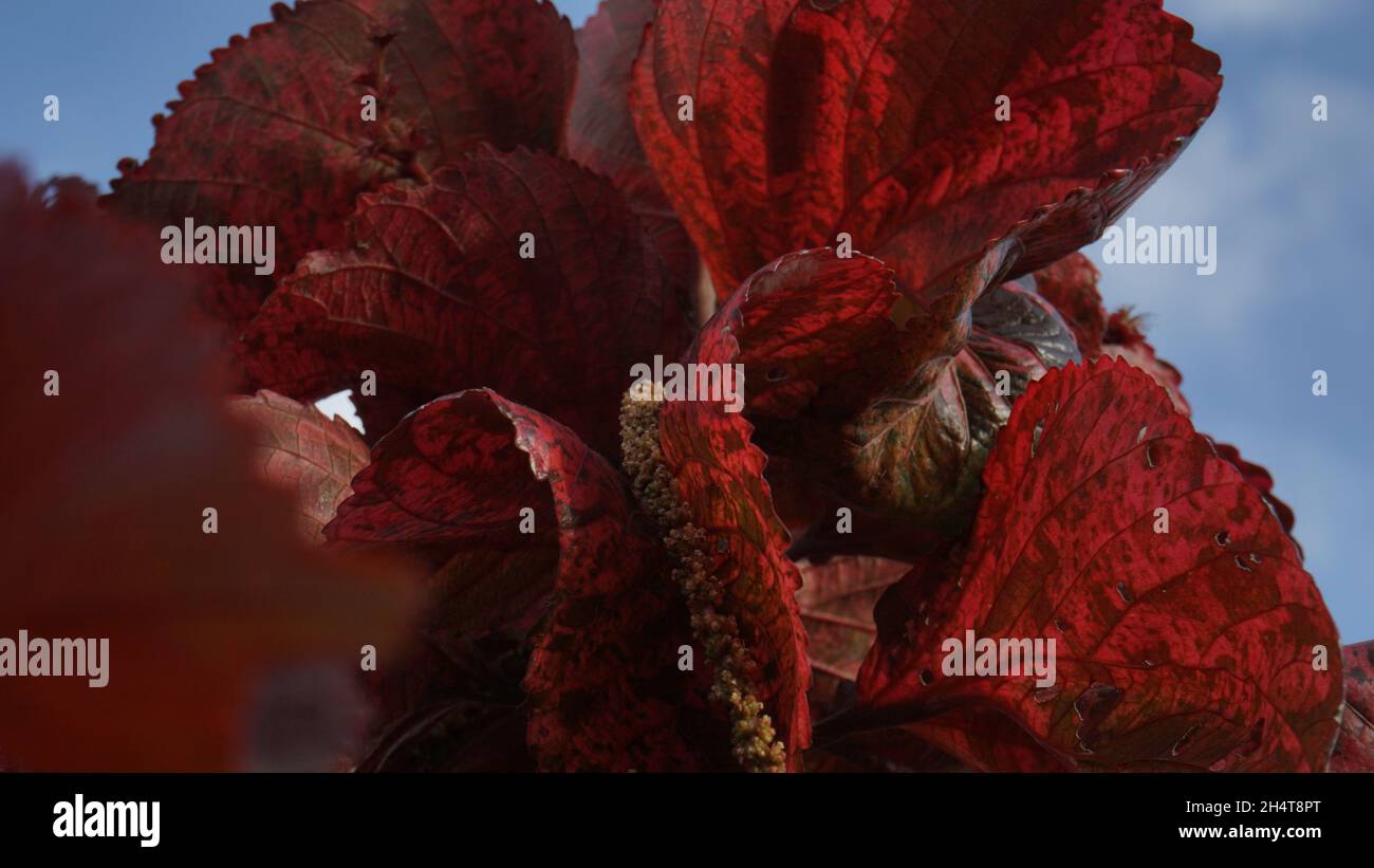 Los banos laguna hi-res stock photography and images - Alamy