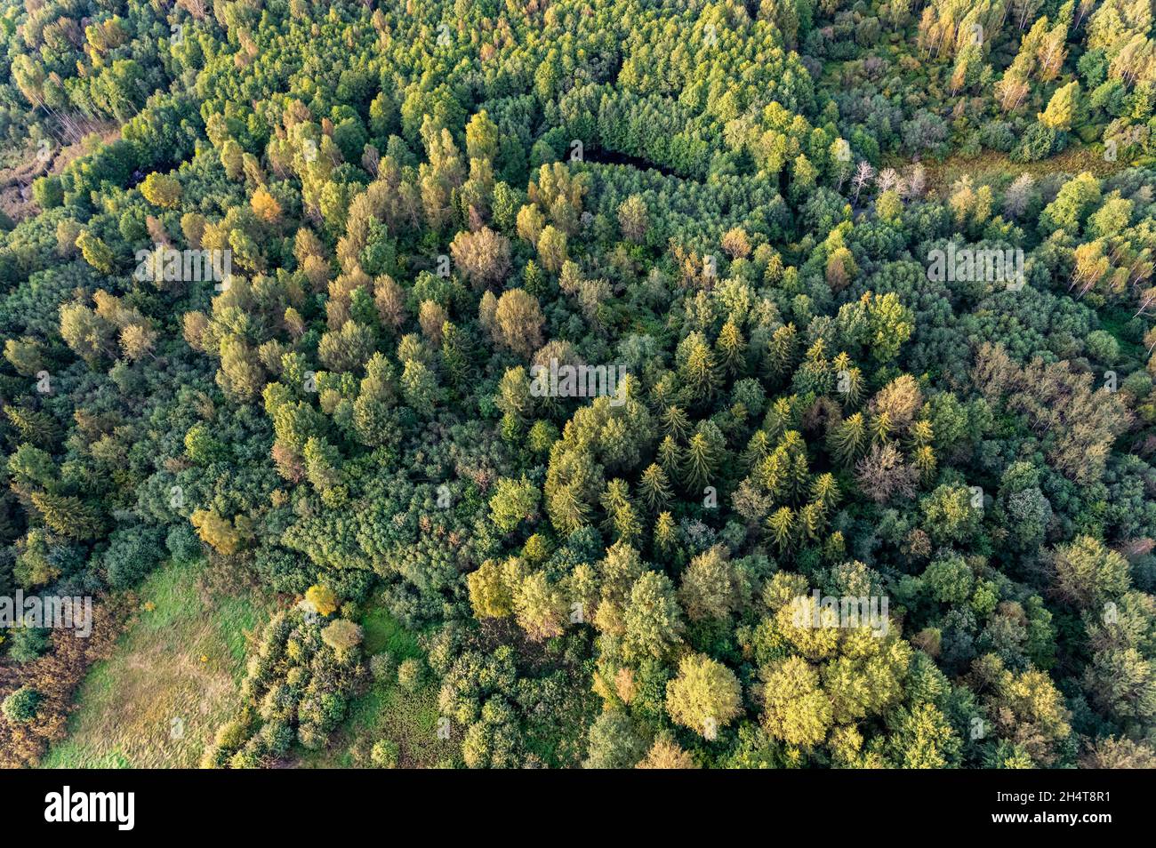 Aerial view on late summer green Lithuanian forest trees Stock Photo ...