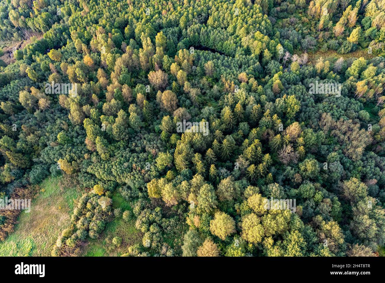 Aerial view on late summer green Lithuanian forest trees Stock Photo ...