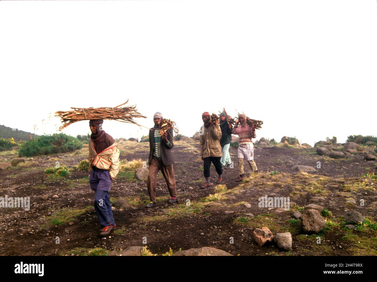 African carrying firewood at Horombo Hut Camp, Mt. Kilimanjaro National ...