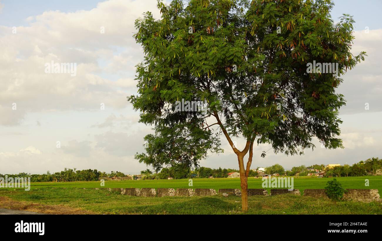 Pithecellobium hi-res stock photography and images - Alamy