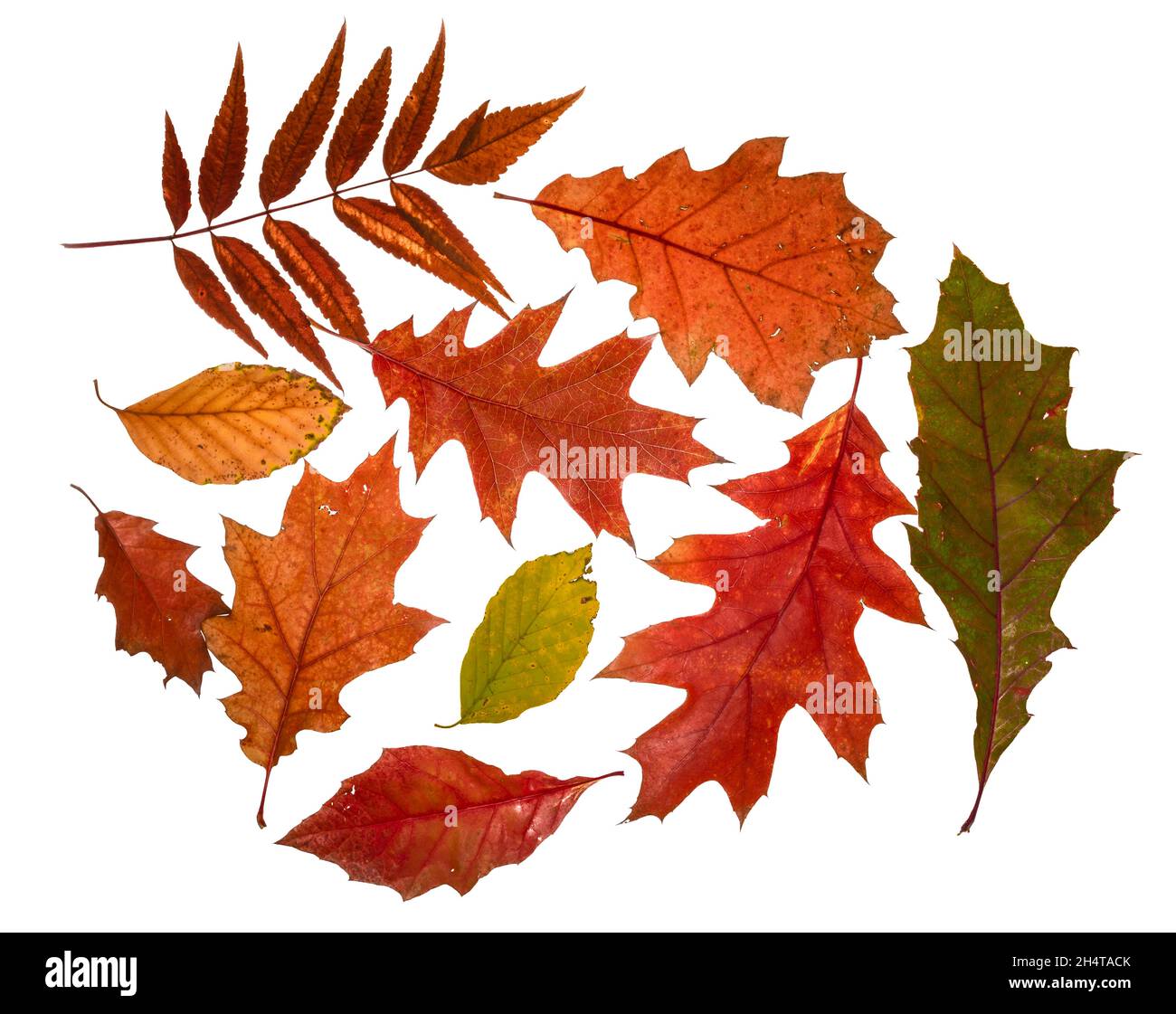 Mix of color fresh autumn leaf on white background Stock Photo - Alamy