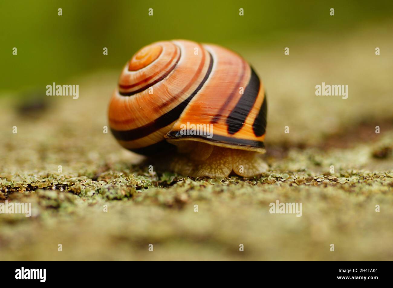 Red lipped snail hi-res stock photography and images - Alamy