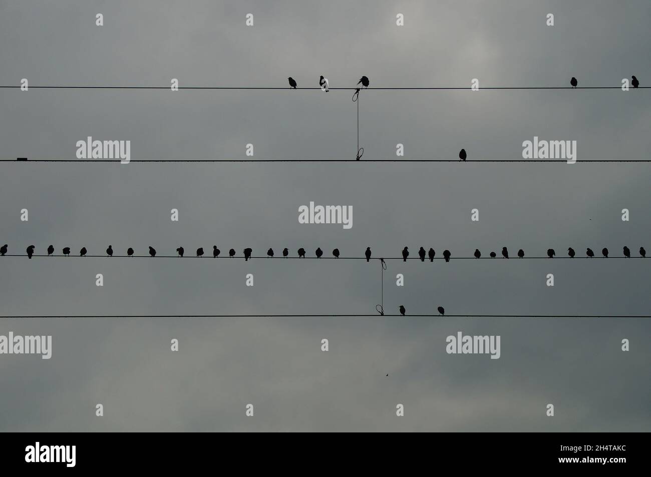 Train lines wildlife hi-res stock photography and images - Alamy