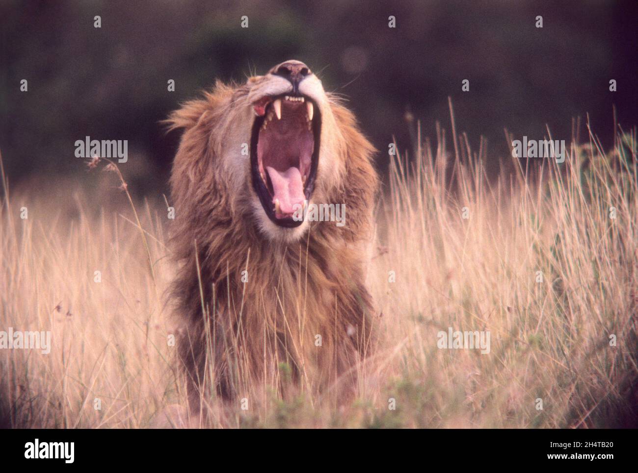 Lion showing canines hi-res stock photography and images - Alamy
