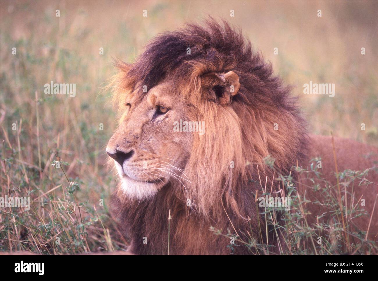 Most abundant big game hi-res stock photography and images - Alamy