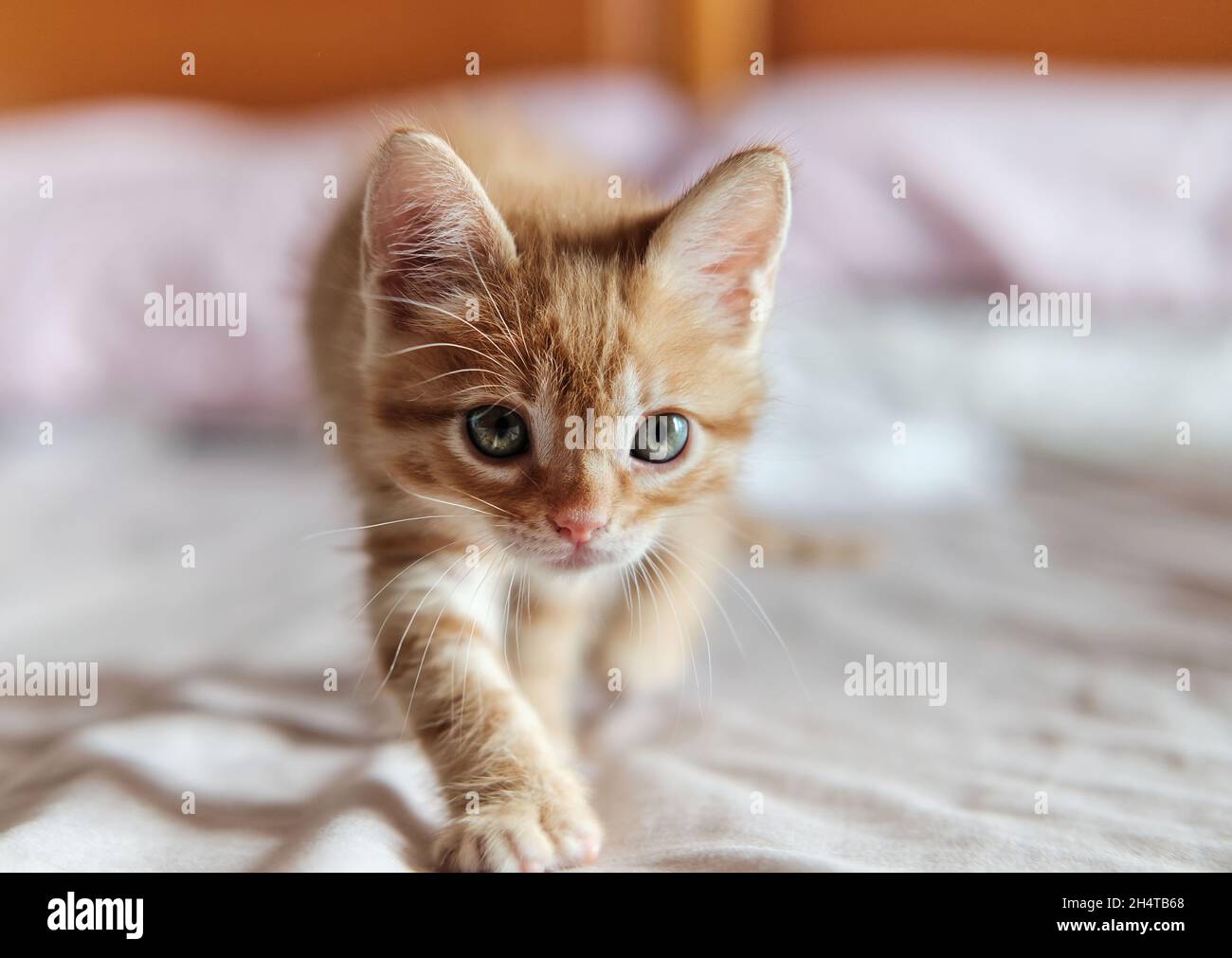 Close up view, beautiful ginger kitten poses indoor. Pet and cute ...