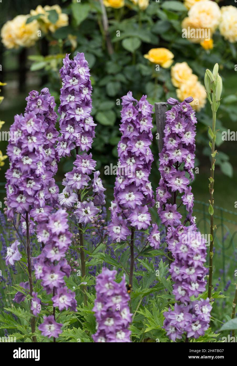 Purple Delphinium Flower in Garden Stock Photo - Alamy