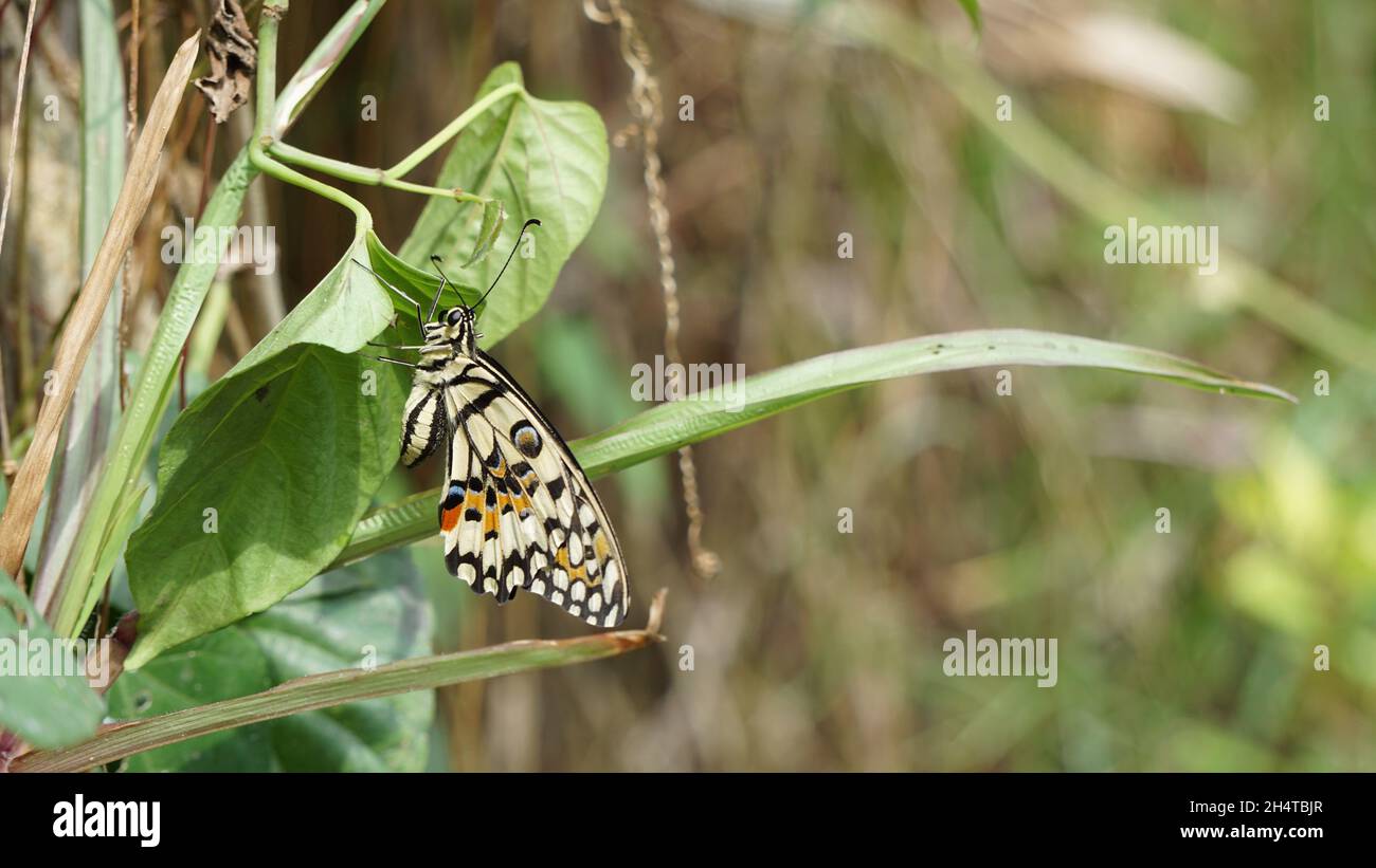 Butterfly inside a garden of the college campus Stock Photo - Alamy