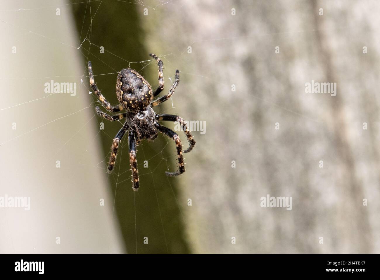 walnut orb weaver spider, Nuctenea umbratica, on its web, West ...