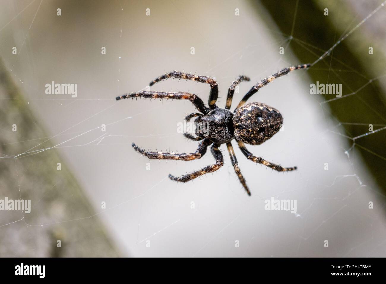 Walnut orb weaver spiders hi-res stock photography and images - Alamy