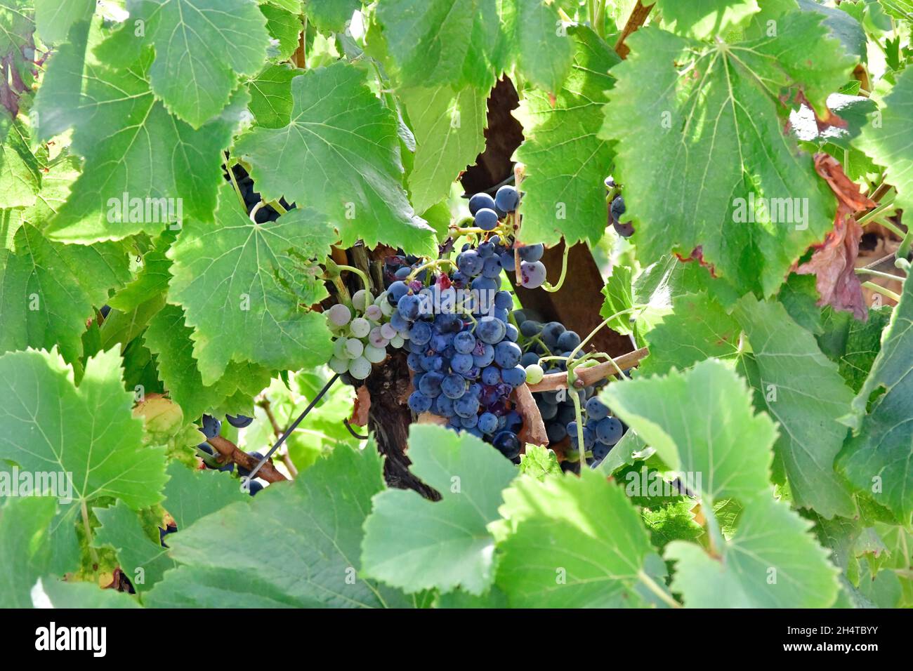 Scenic view of fresh grapes in the valley below the Pic Saint-Loup ...