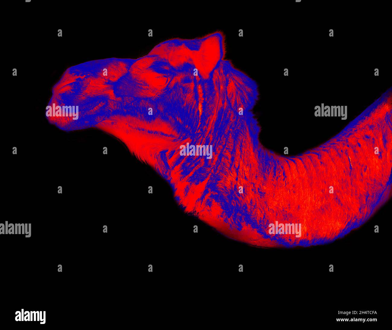 Camel dromader in scientific high-tech thermal imager on black ...