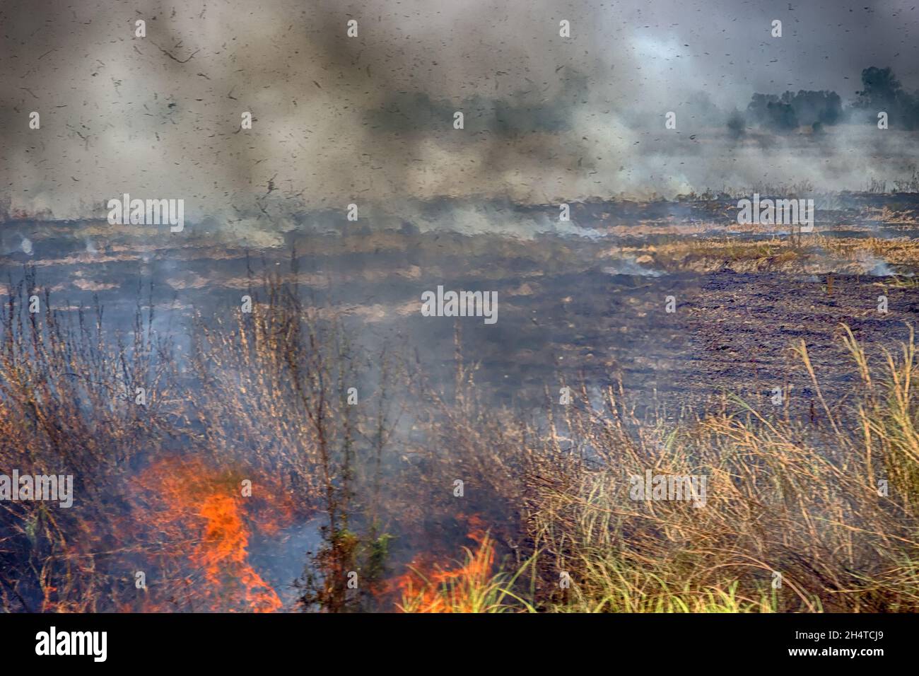 Burnt grass patch hi-res stock photography and images - Alamy