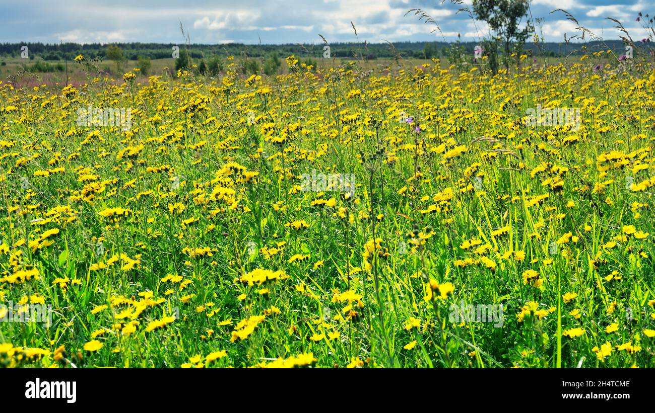Abandoned fields (long term fallow) are heavily overgrown with weeds ...
