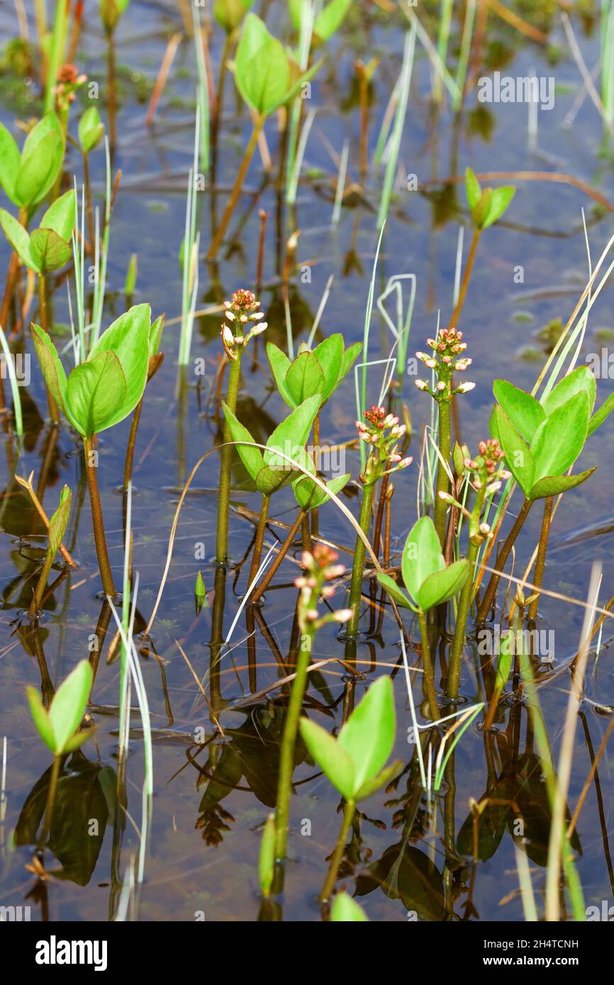 Common bog bean (Water shamrock, Menyanthes trifoliata) at the ...