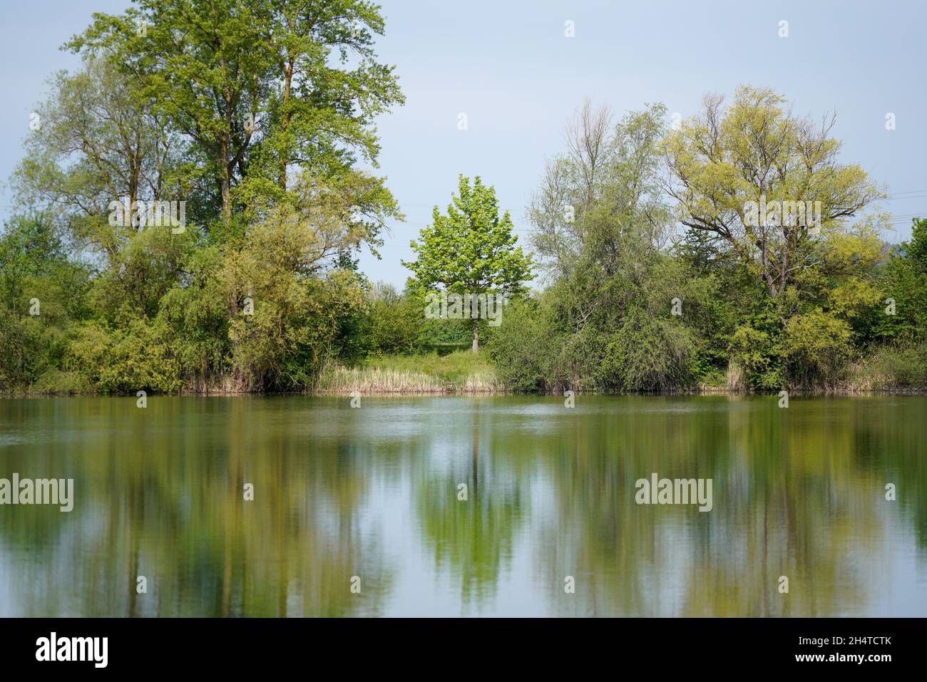 Trees with their reflection in the water Stock Photo - Alamy