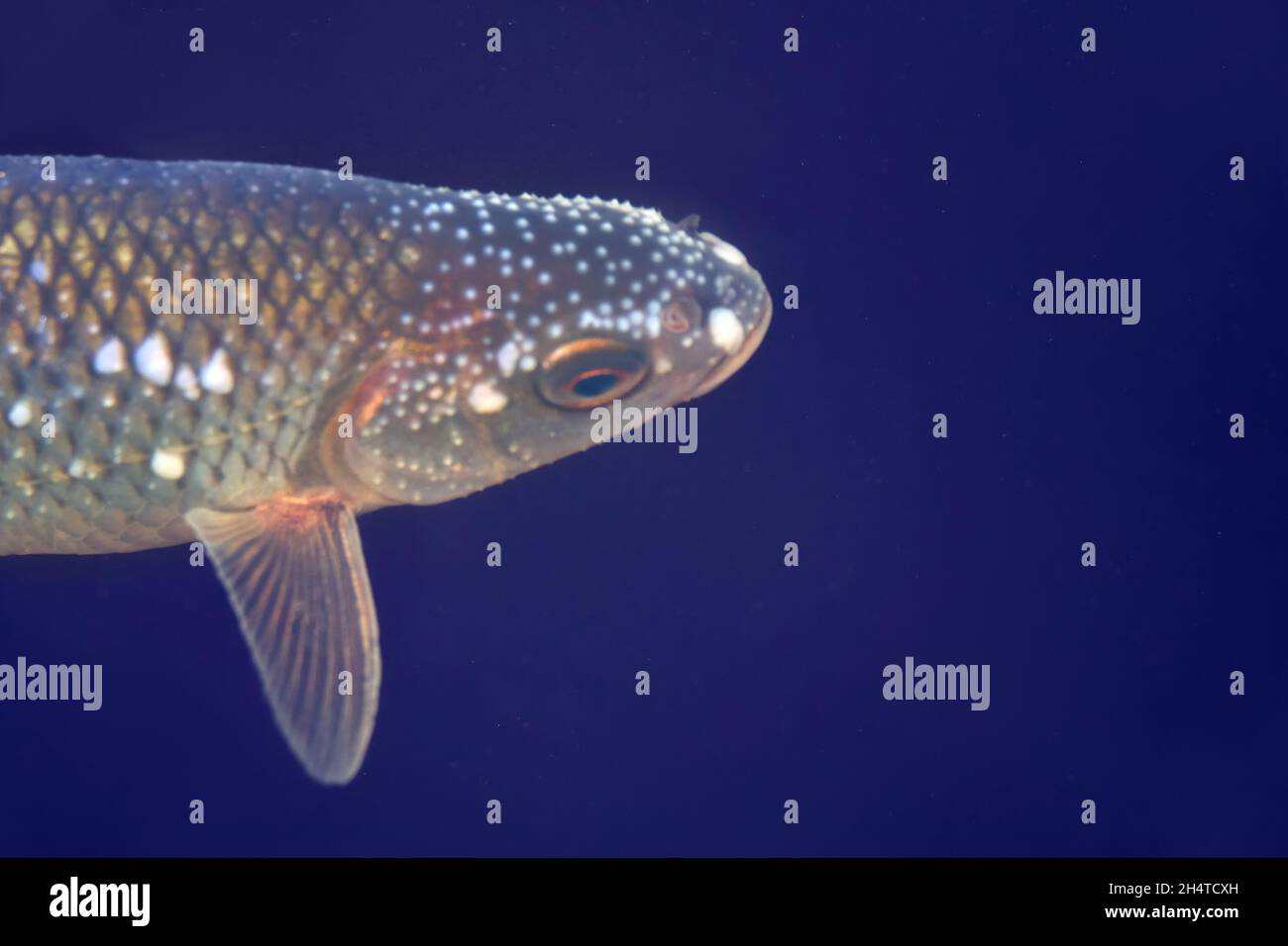 Ichthyology. The Roach (Rutilus rutilus) is in a mating state. In the ...