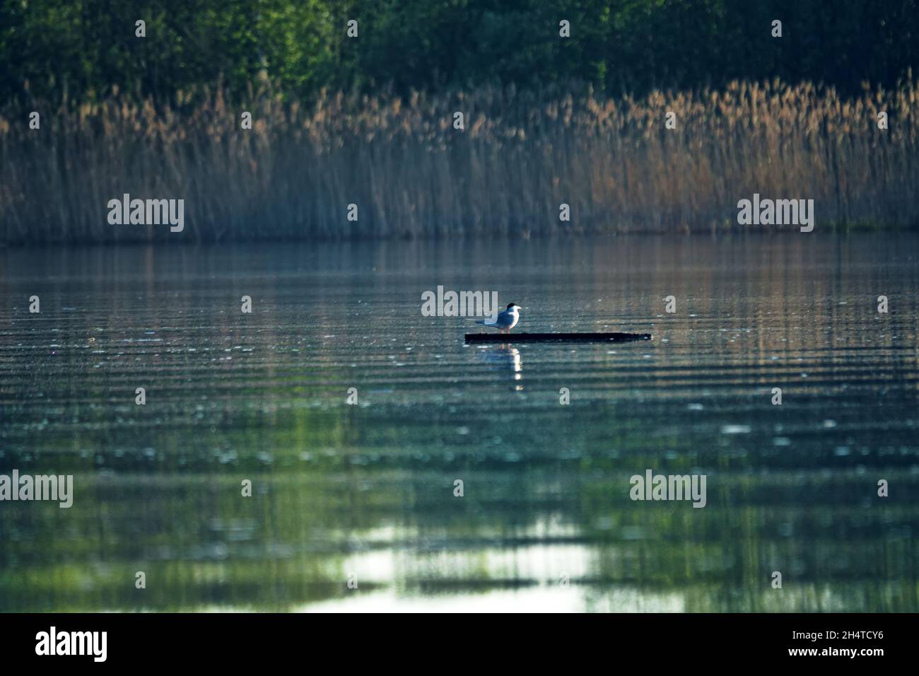 The tern sits on a log that floats along the river. Travel without ...