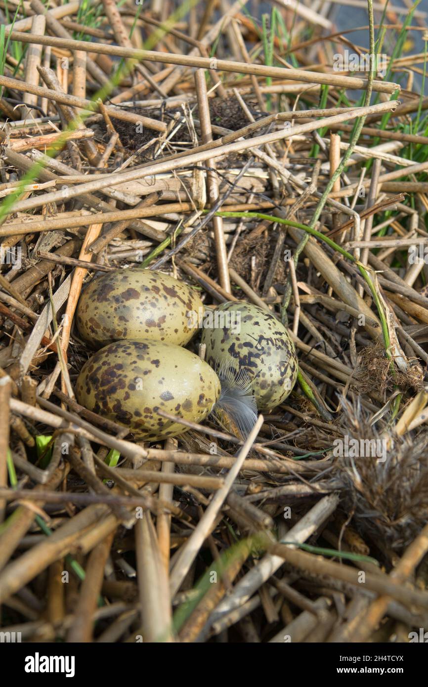 Made for birds to build nests hi-res stock photography and images - Alamy