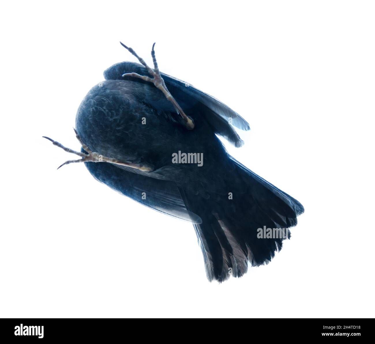 Unusual angle when photographing things and animals. View of the bird ...