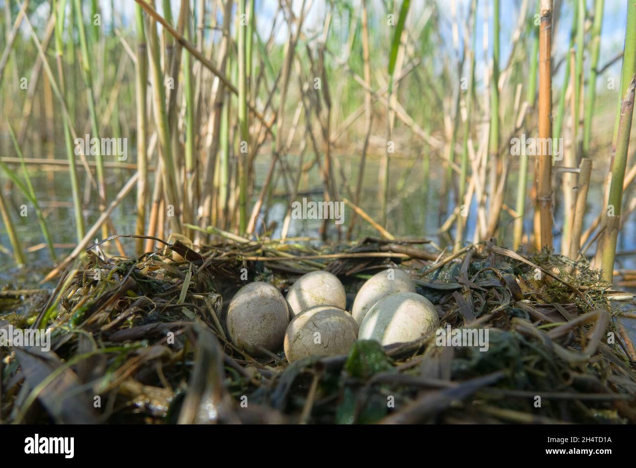 Bird's Nest Guide. Nidology. Slavonian grebe (Podiceps auritus ...