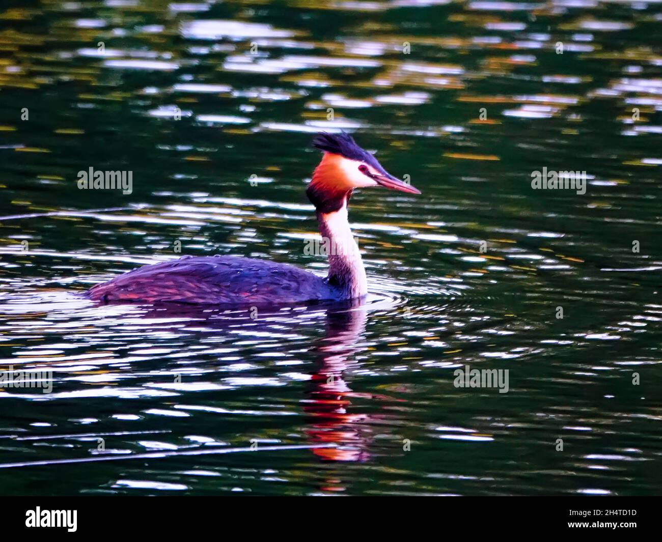 Great-crested grebe (Podiceps cristatus)in breeding plumage on a spring ...