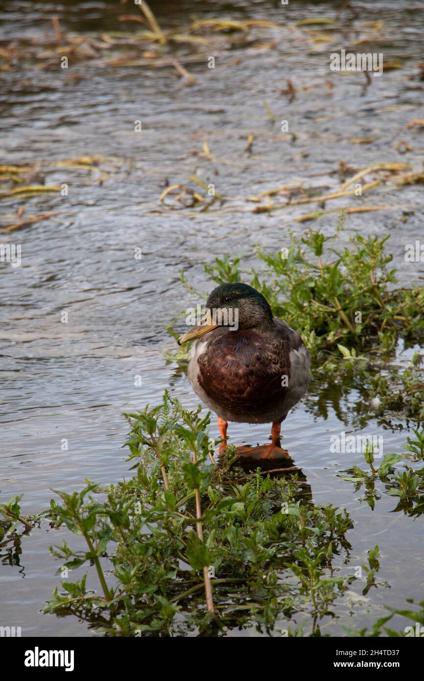 Mallard male young hi-res stock photography and images - Alamy