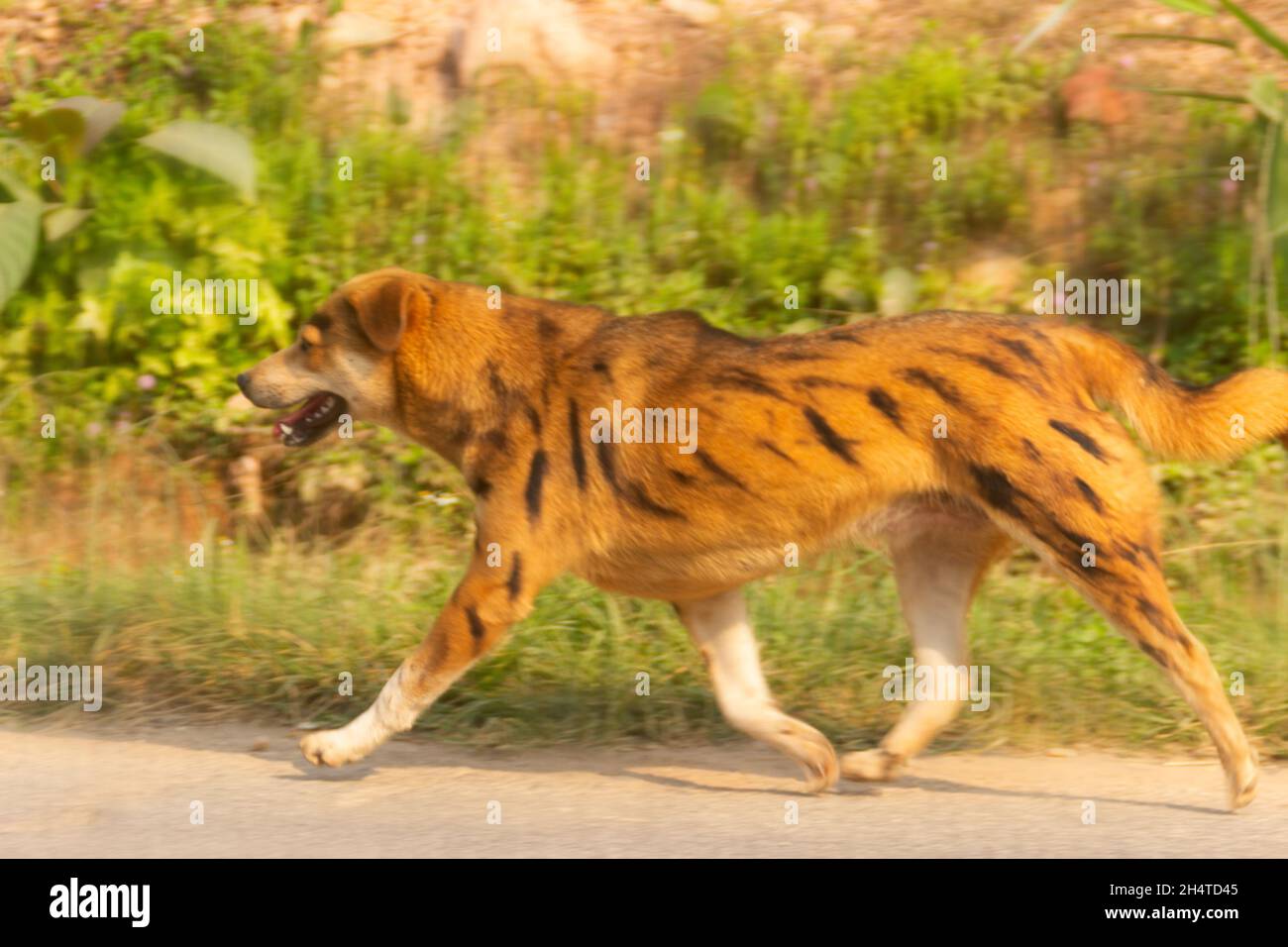 A stray dog of unusual color (tiger or hyena?) on the road. Sri Lanka ...