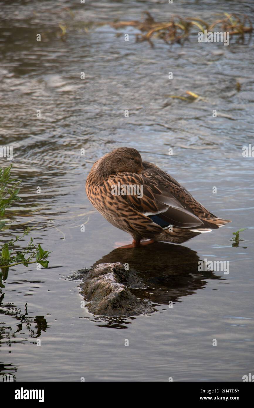 Mallard duck stretching hi-res stock photography and images - Alamy