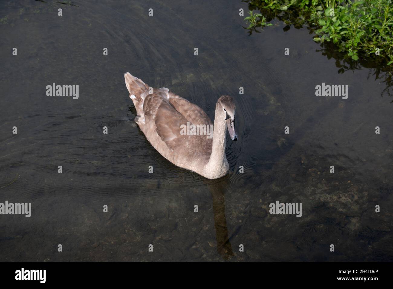 Happy swan hi-res stock photography and images - Alamy