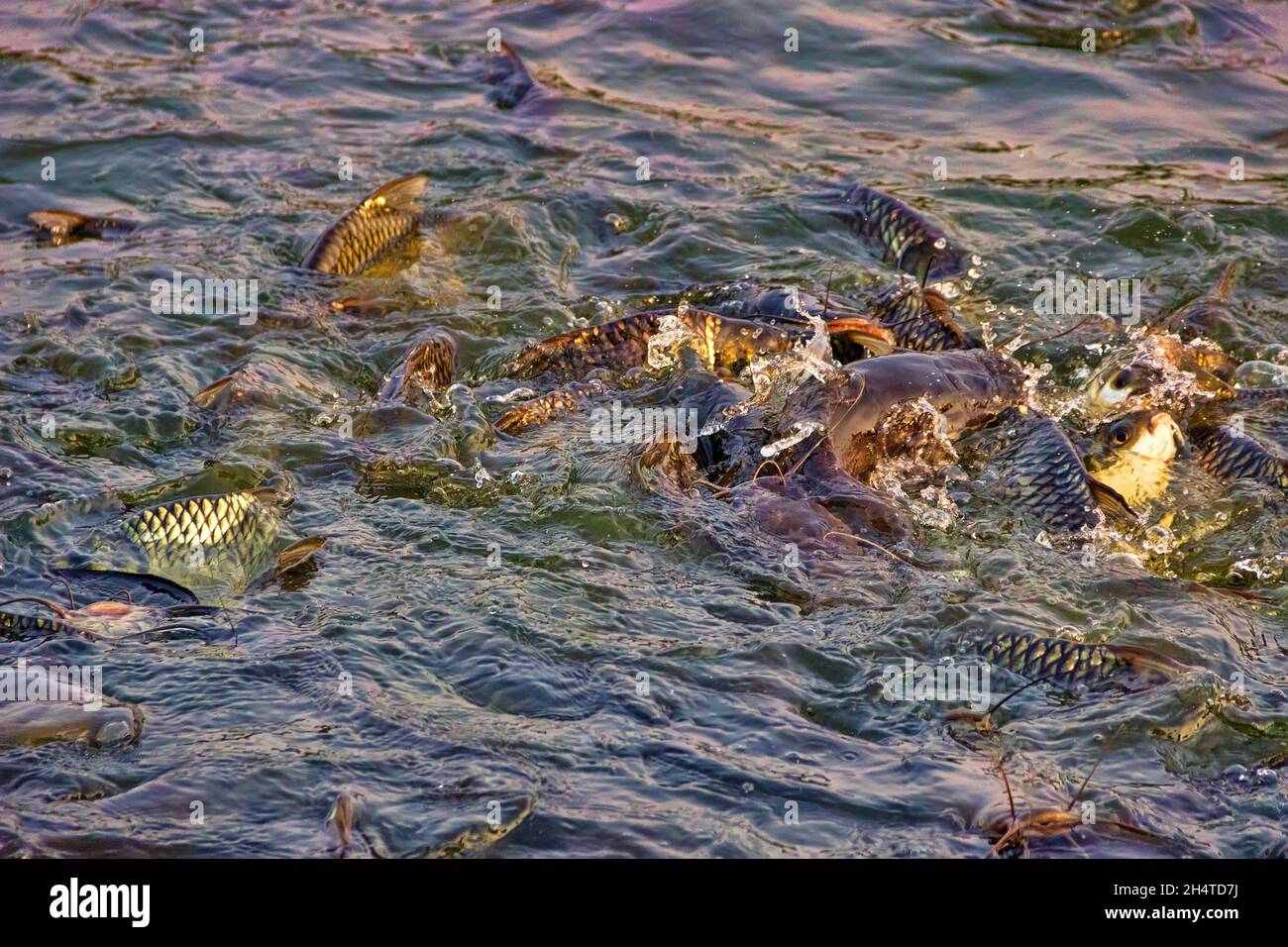 Chinese carp (Ctenopharyngodon idella) are bred in the ponds of ...