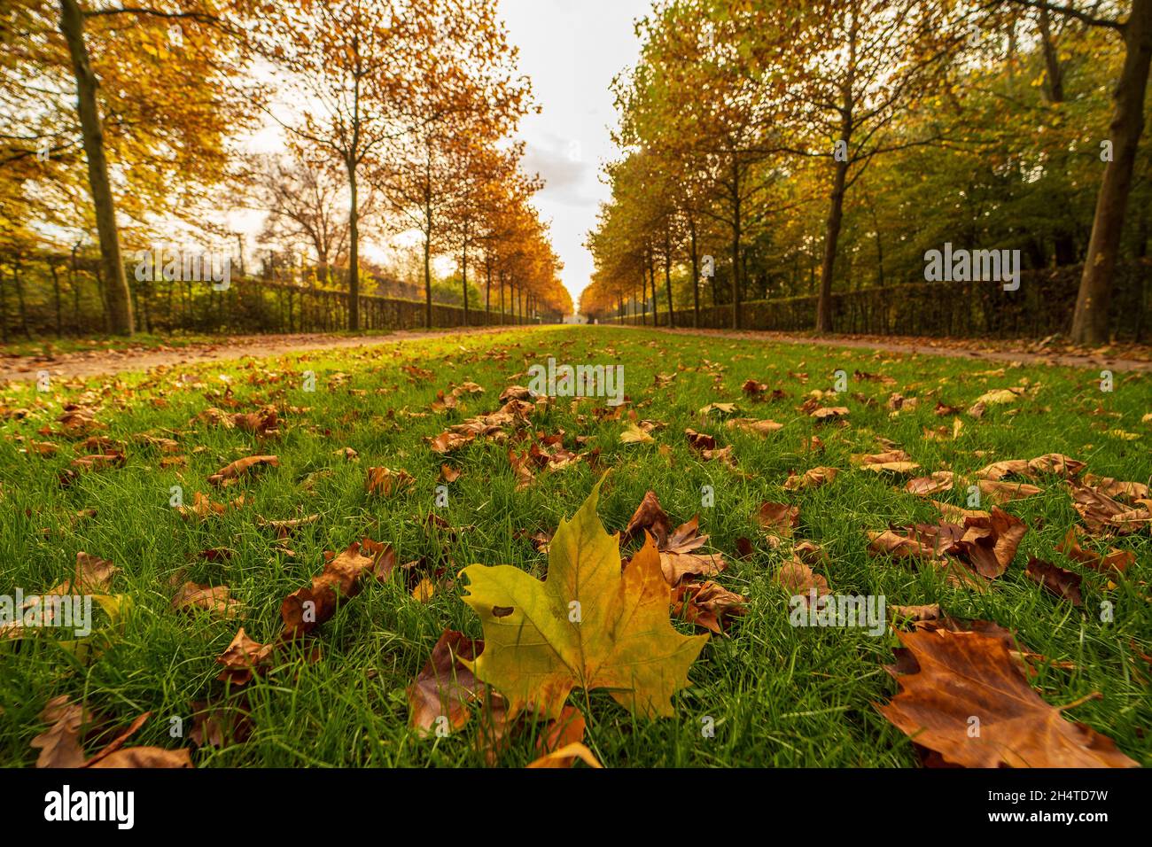 Naturally fallen tree hi-res stock photography and images - Alamy