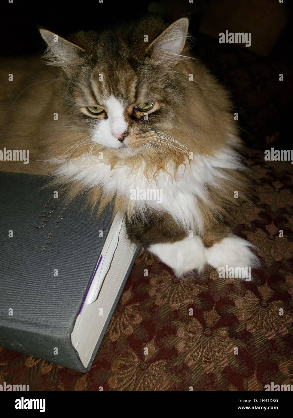 Ragamuffin Cat laying next to a book Stock Photo - Alamy