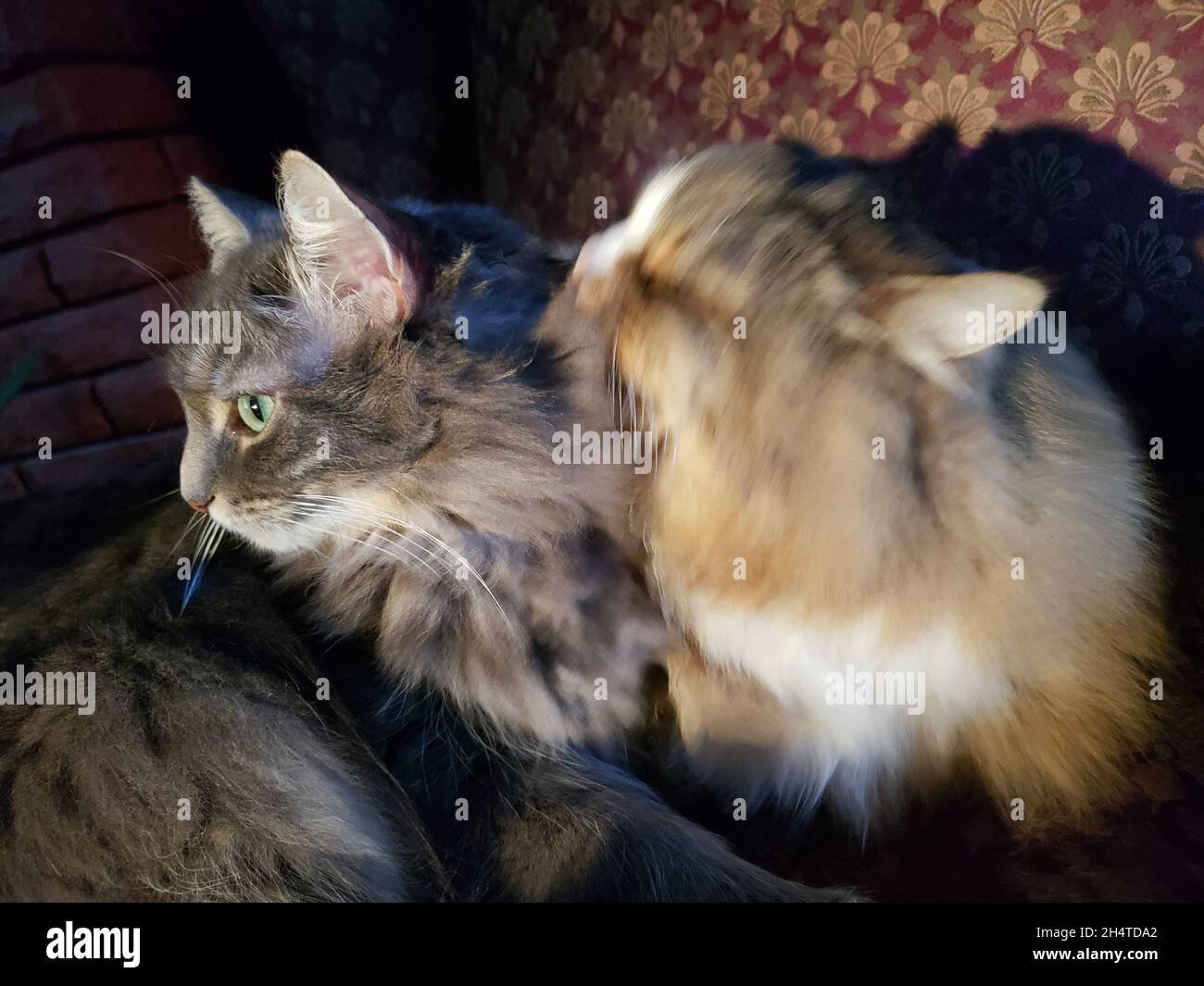 Cats living together hi-res stock photography and images - Alamy
