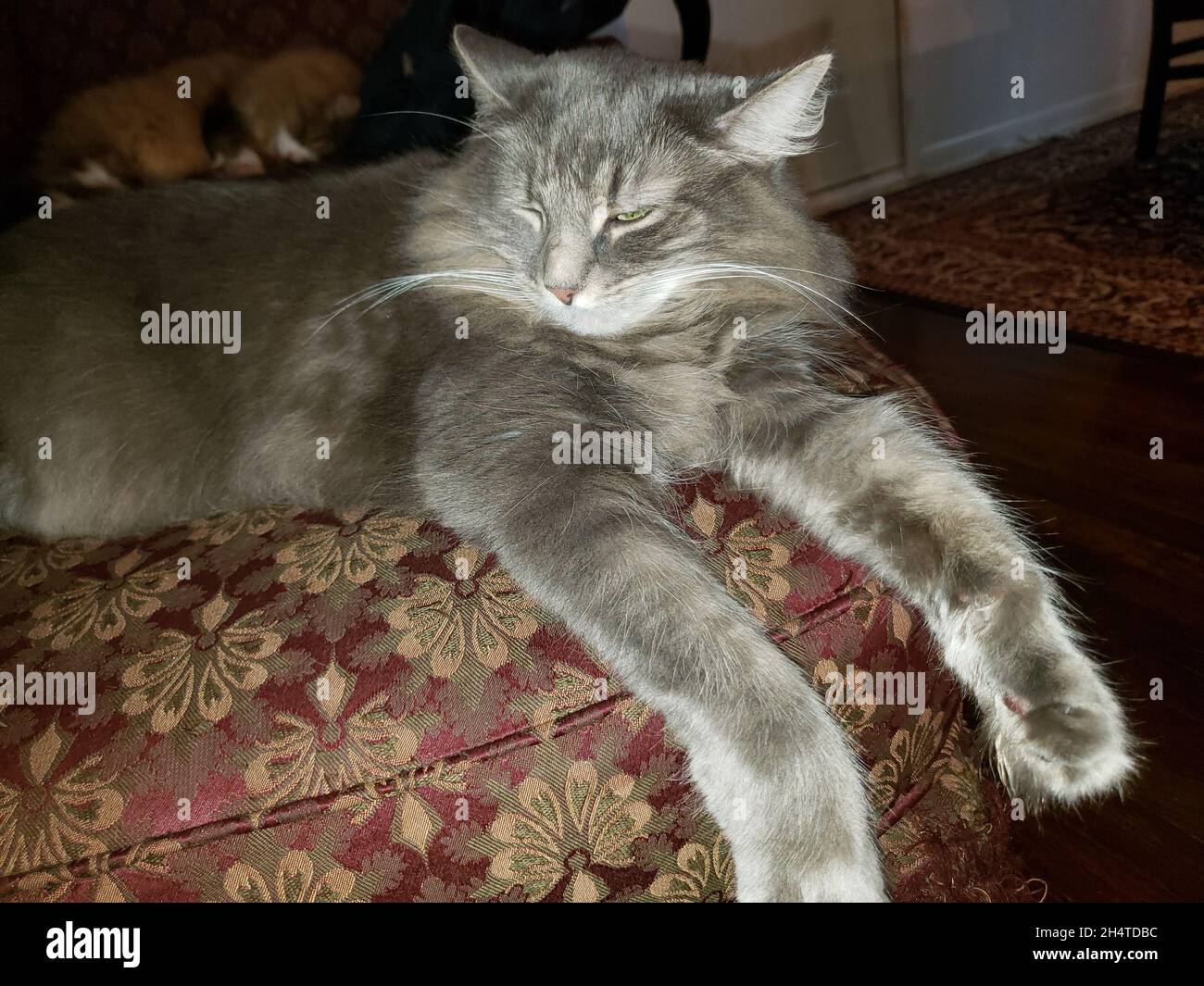 Domestic medium hair cat hi-res stock photography and images - Alamy