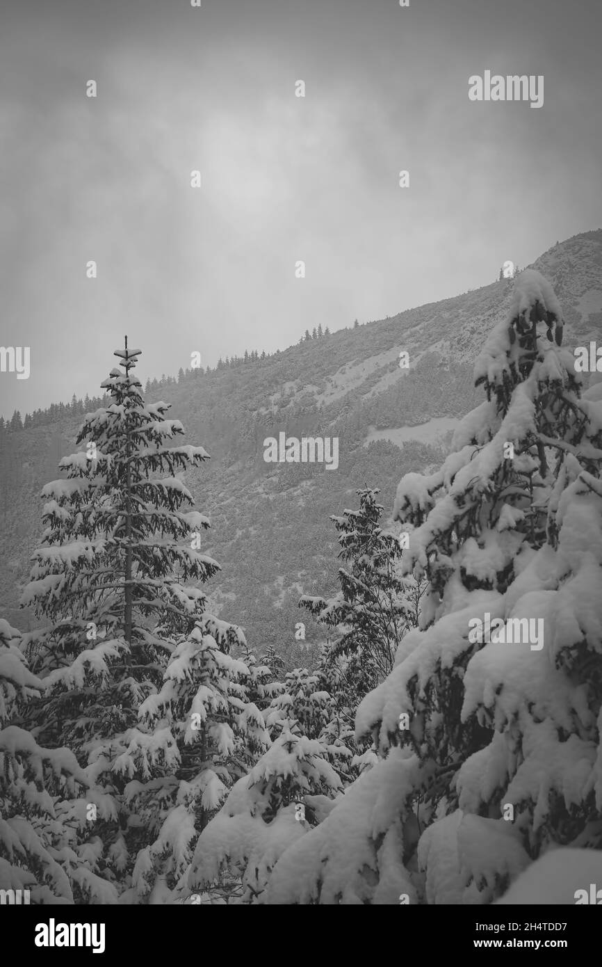 Vertical grayscale shot of snow-capped trees Stock Photo - Alamy