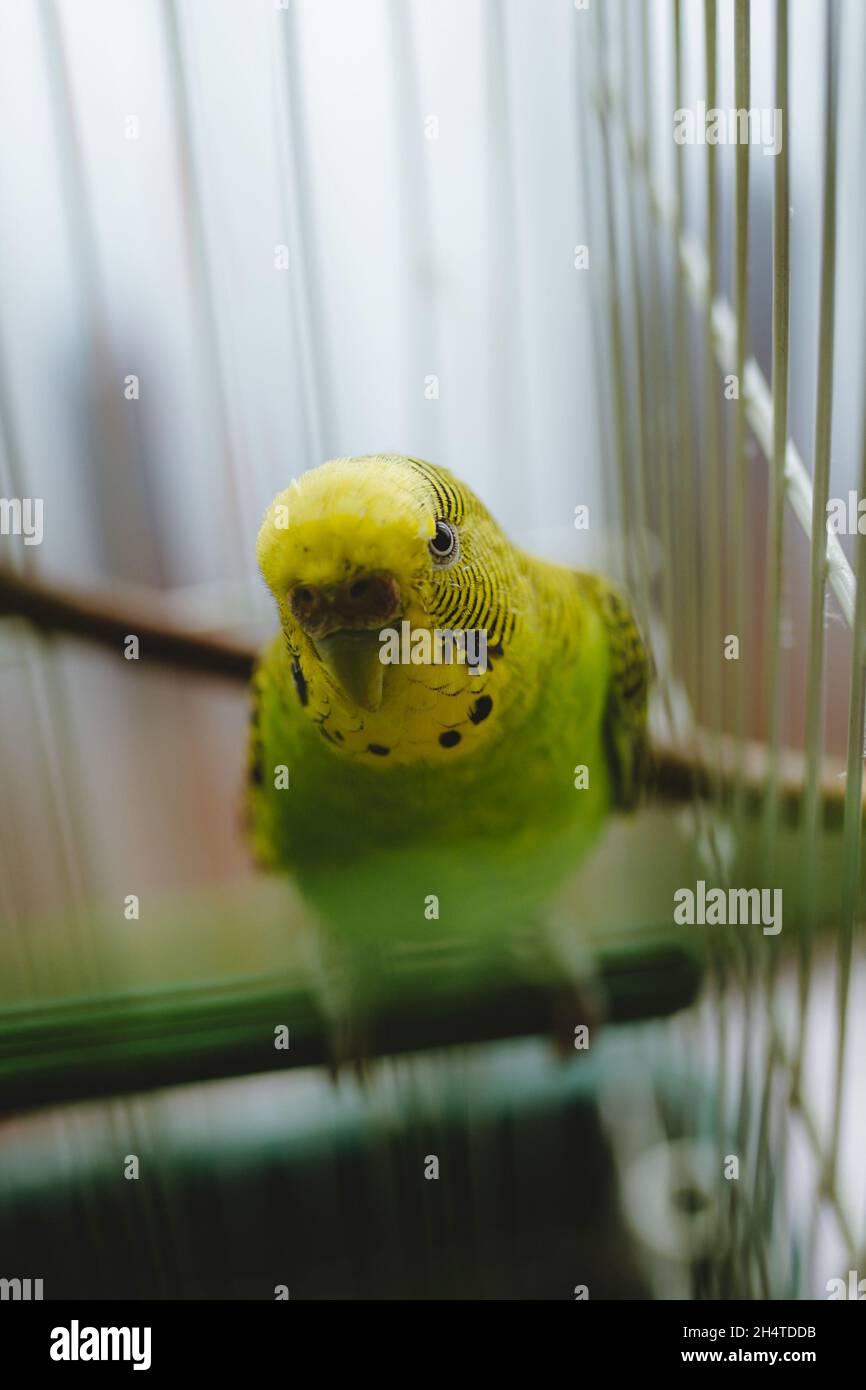 Popinjay hi-res stock photography and images - Alamy