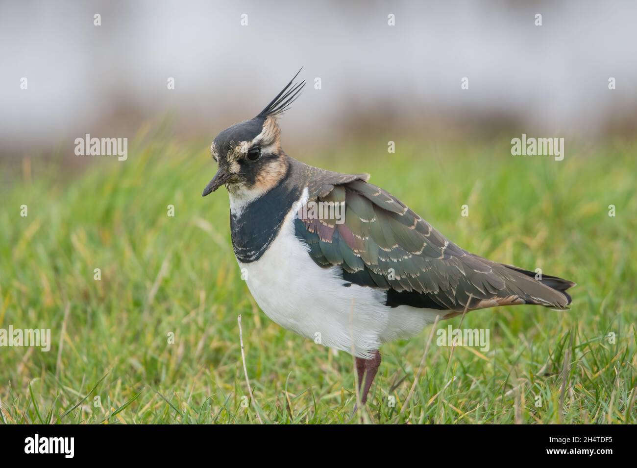 Northern Lapwing at Elmley Nature Reserve Stock Photo - Alamy
