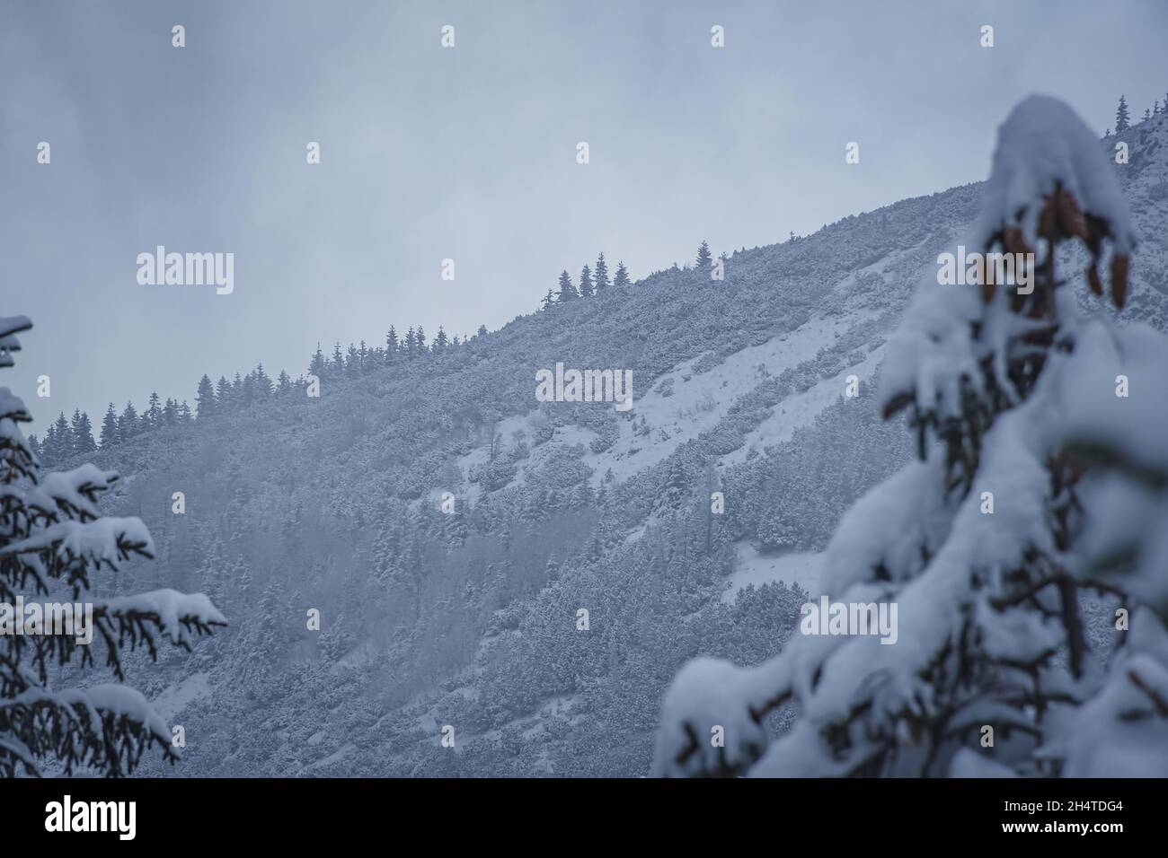 Beautiful view of winter and snow-capped trees Stock Photo - Alamy