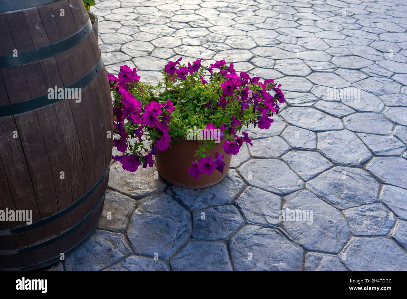 Background with petunia flowers in a pot on a paving stone Stock Photo ...