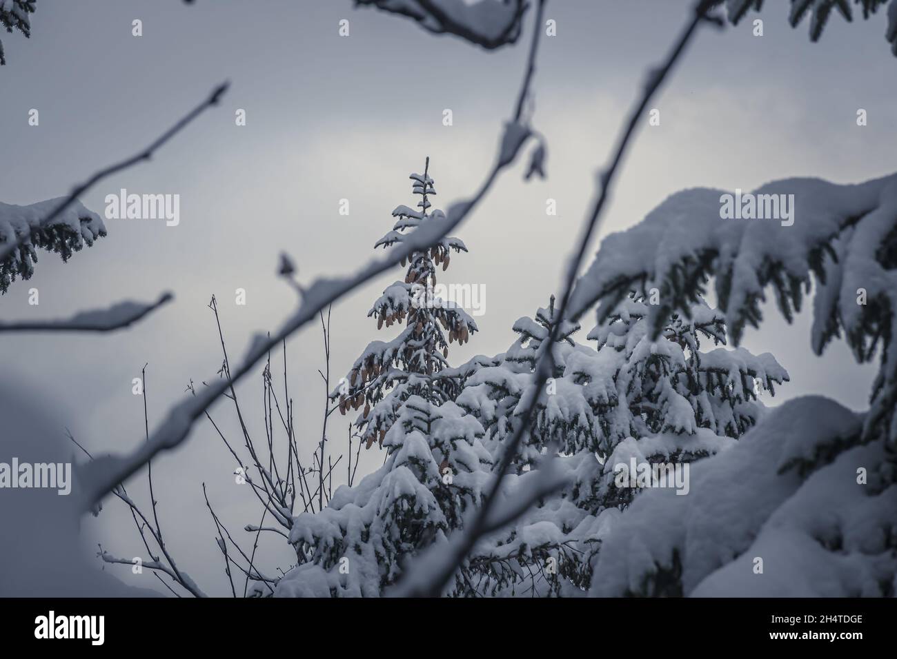 Beautiful view of winter and snow-capped trees Stock Photo - Alamy