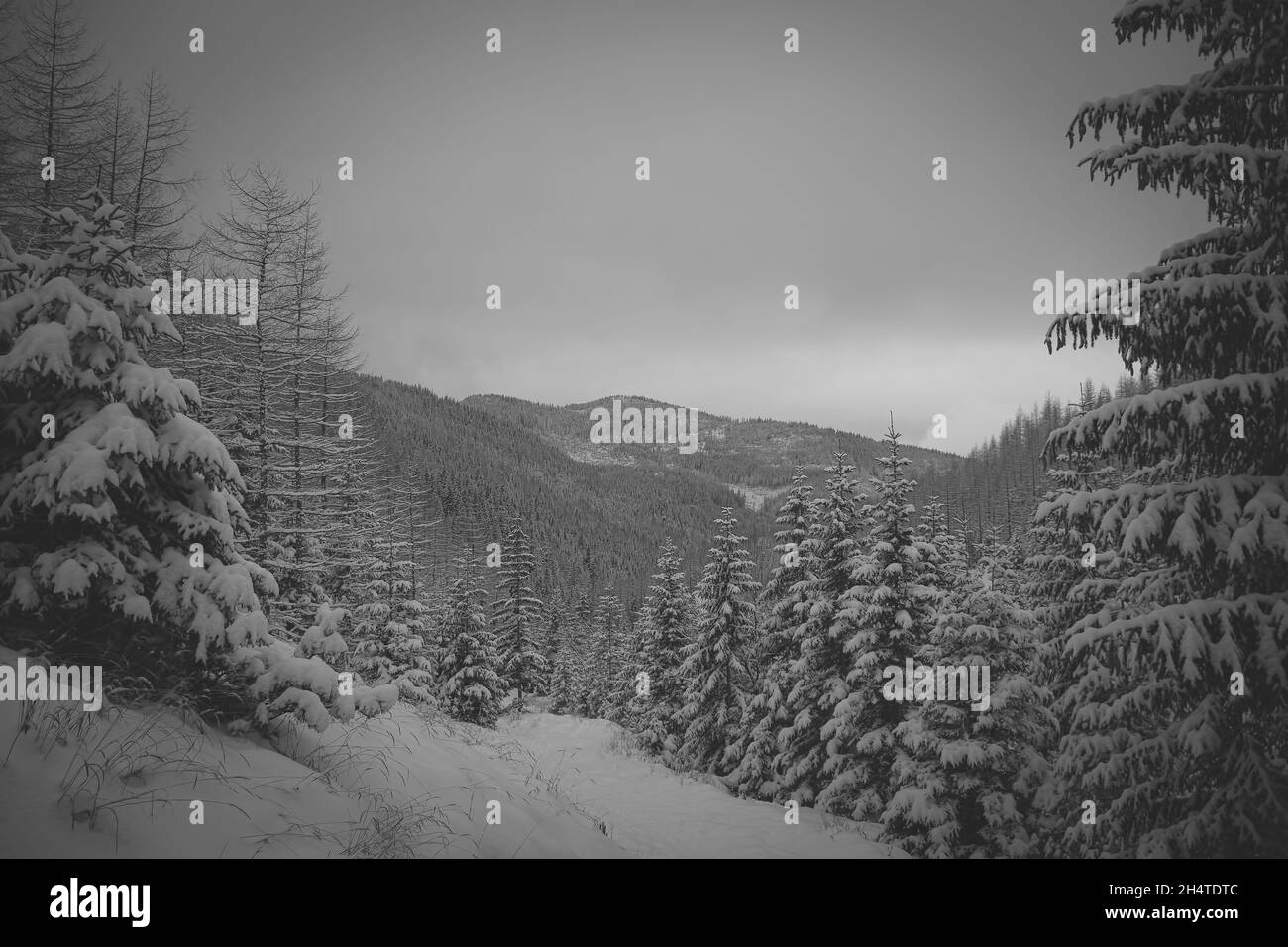 Beautiful grayscale view of winter and snow-capped mountains and trees ...
