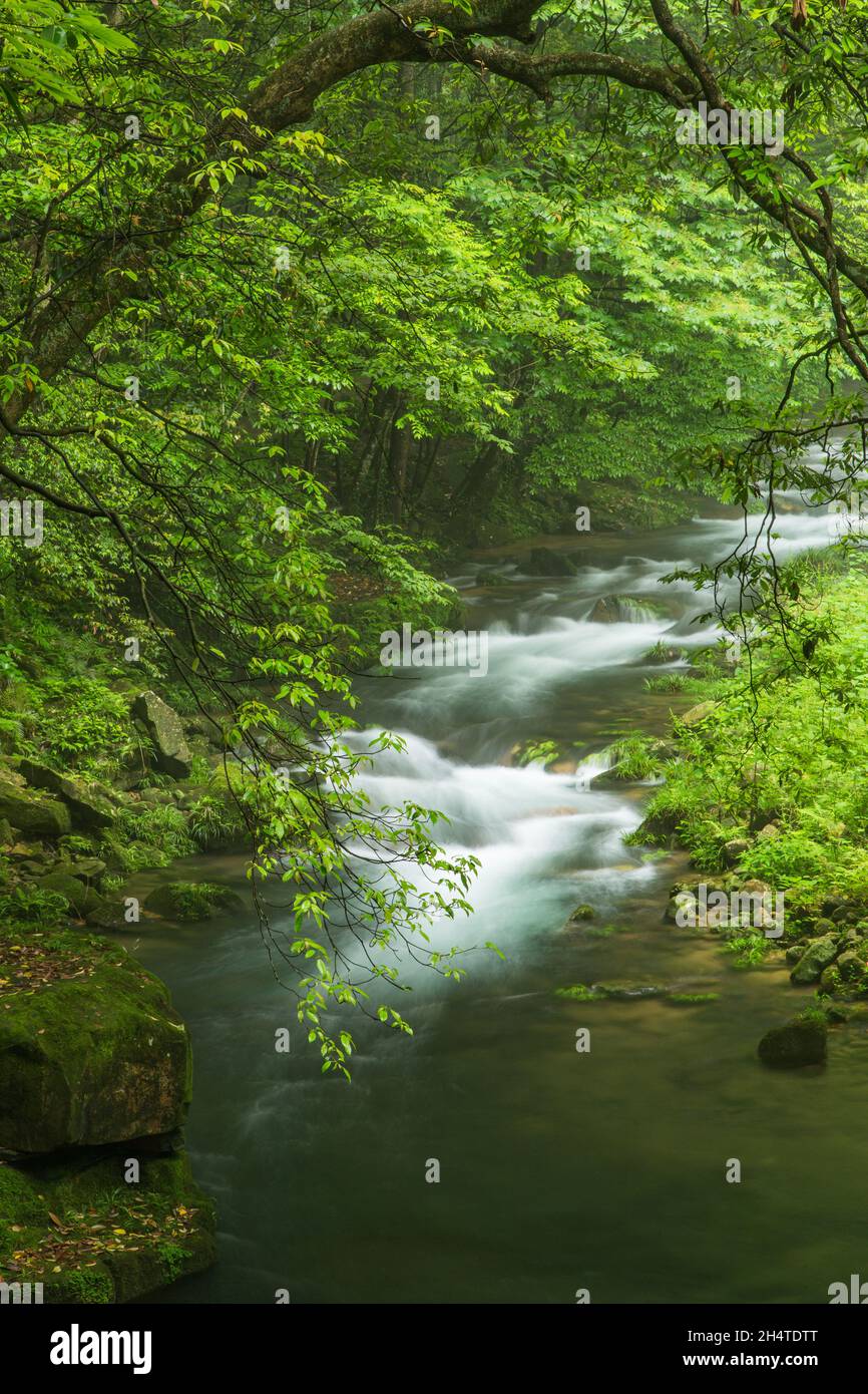 The Yellow Whip Stream in Zhangjiajie National Forest Park in Hunan ...
