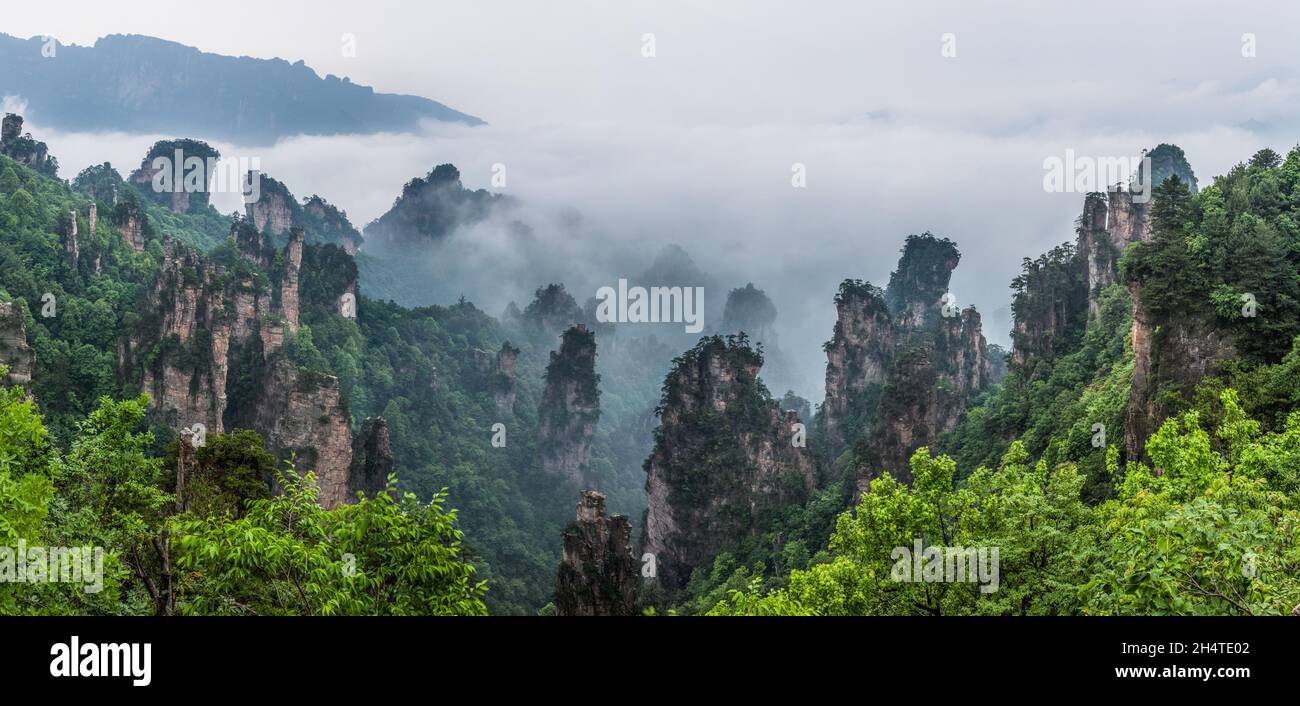 Morning fog in the quartzite sandstone pillars of the Tianzi Mountain ...