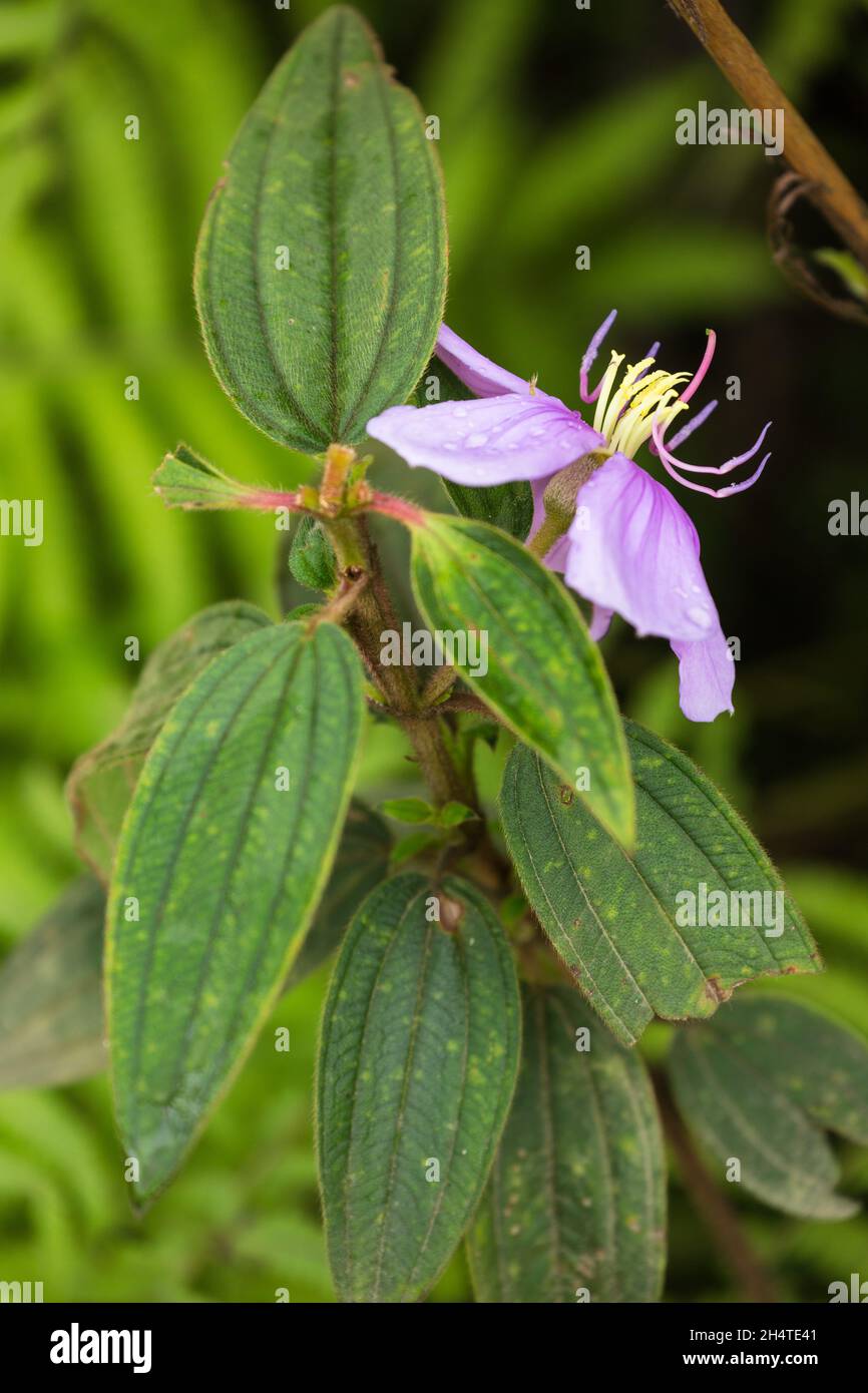 Melastoma malabathricum hi-res stock photography and images - Alamy