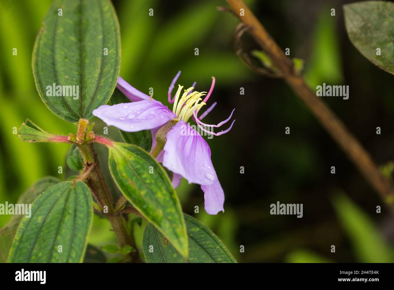 Melastoma malabathricum hi-res stock photography and images - Alamy
