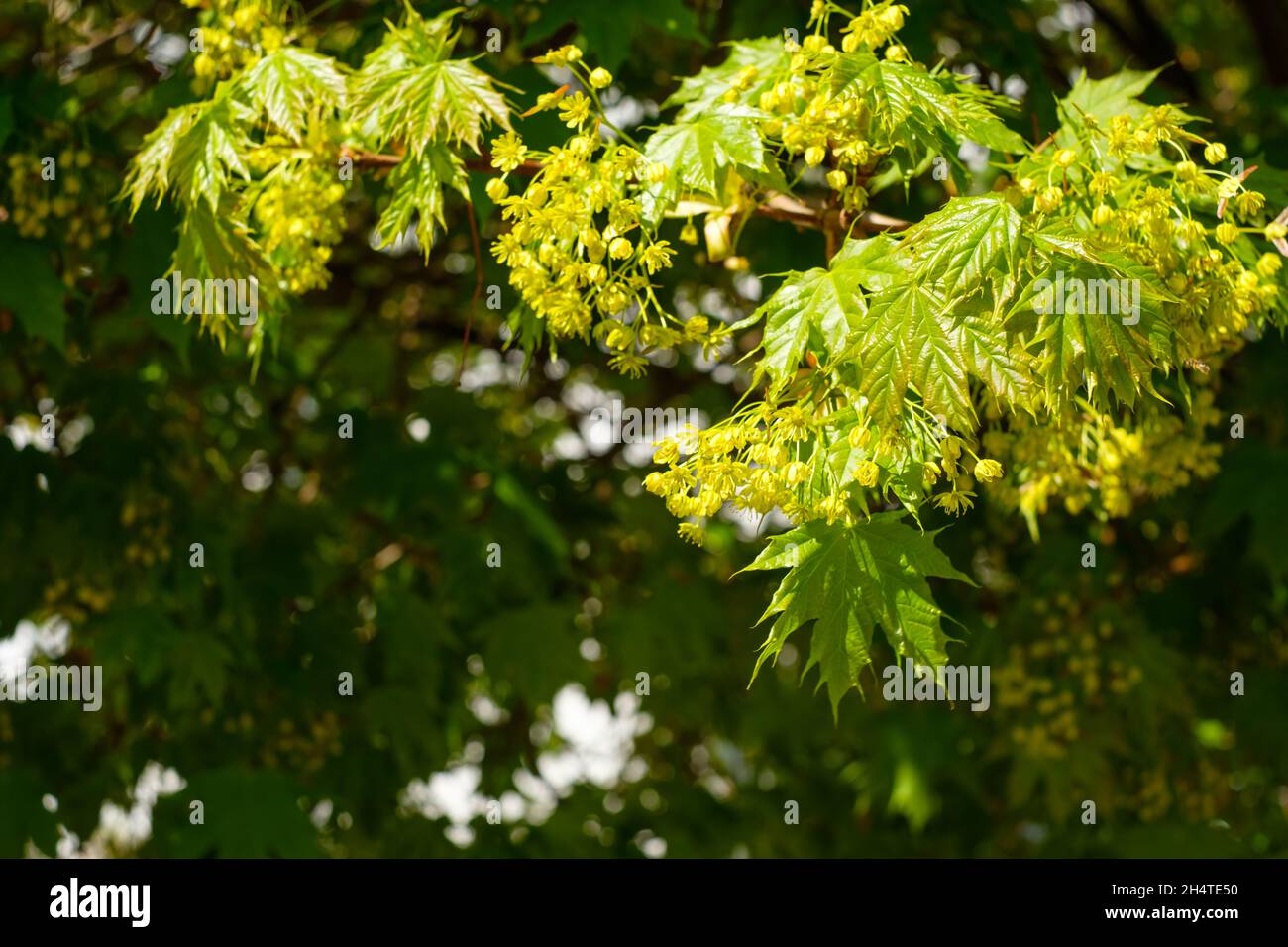 Maple tree with blossoms i Stock Photo - Alamy