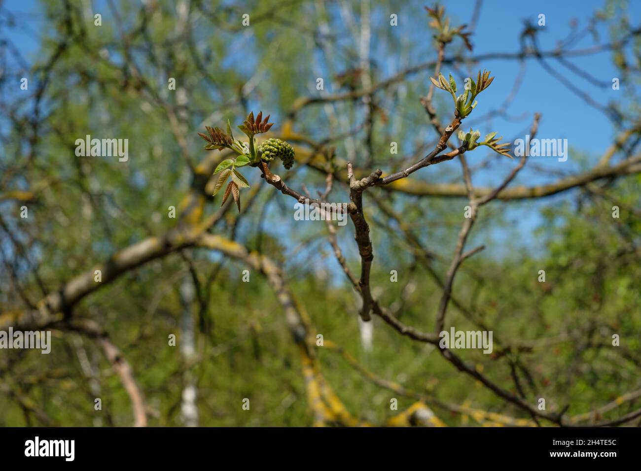 Garden walnut tree hi-res stock photography and images - Alamy